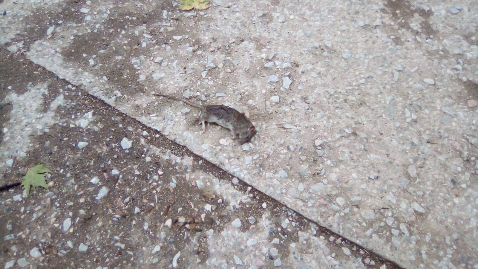 Invazija glodara: Pacovi i ispred SOLITERA - InfoVranjske